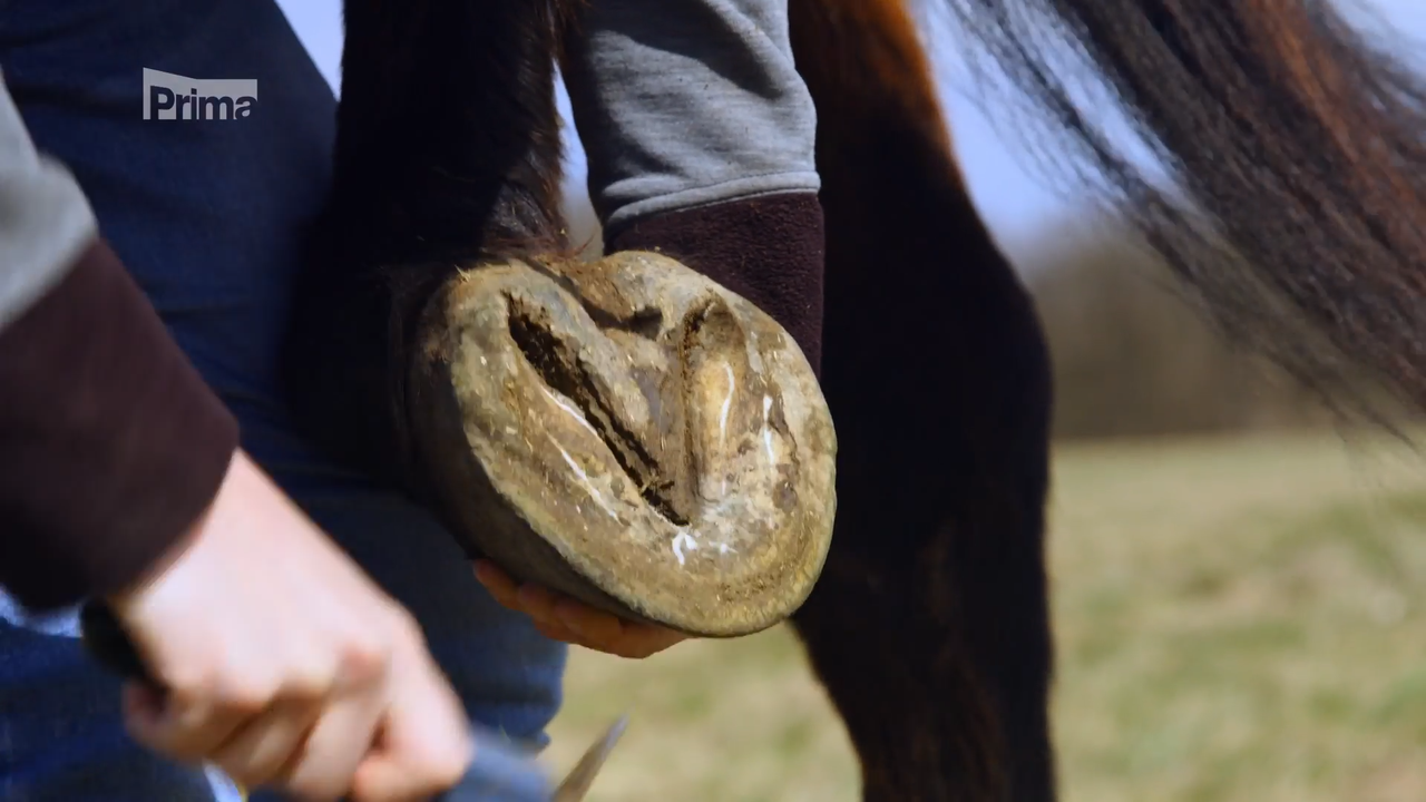 Jak se starat o kopyta koní | Stream