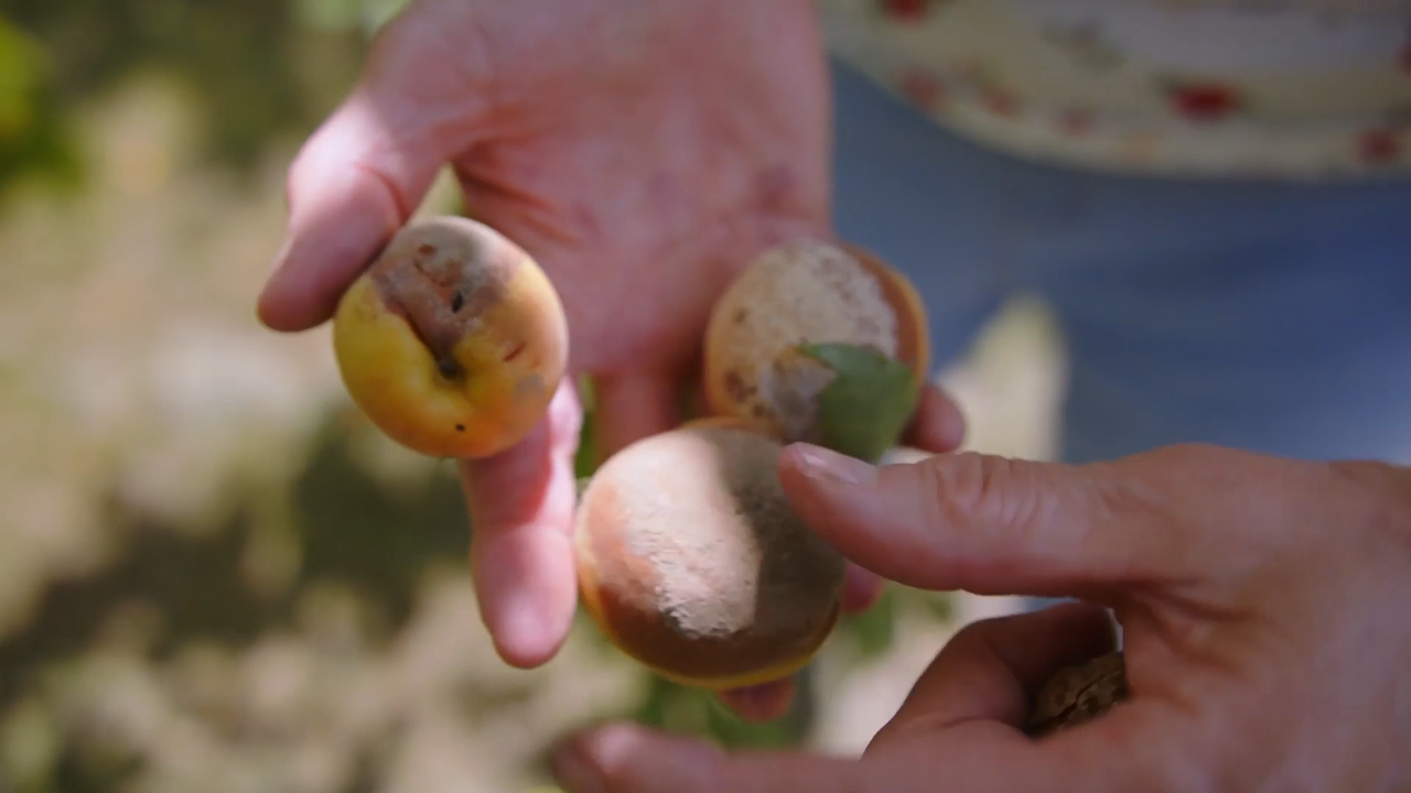 Jací jsou nejčastější choroby a škůdci tohoto léta? | Stream