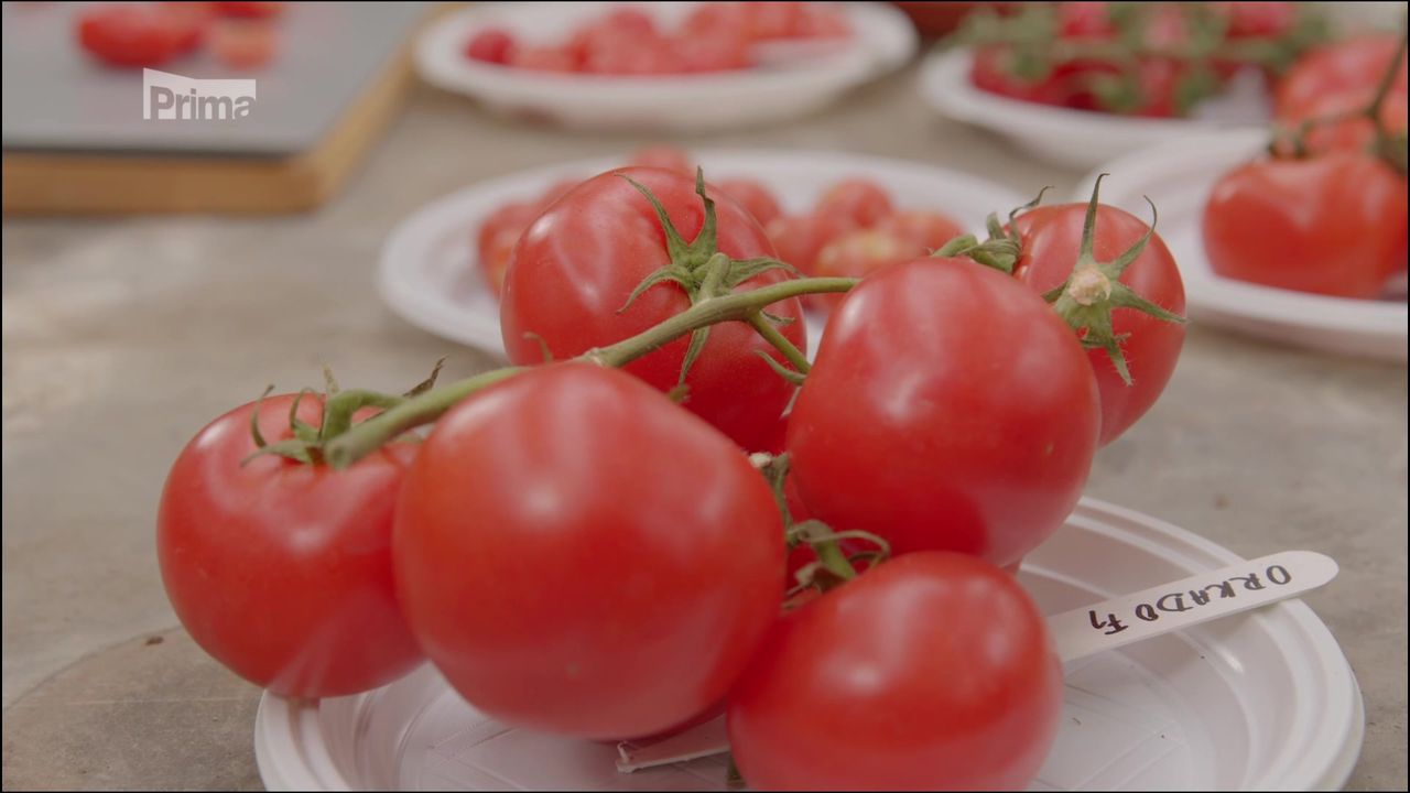 Kdy a jak vysévat rajčata | Stream